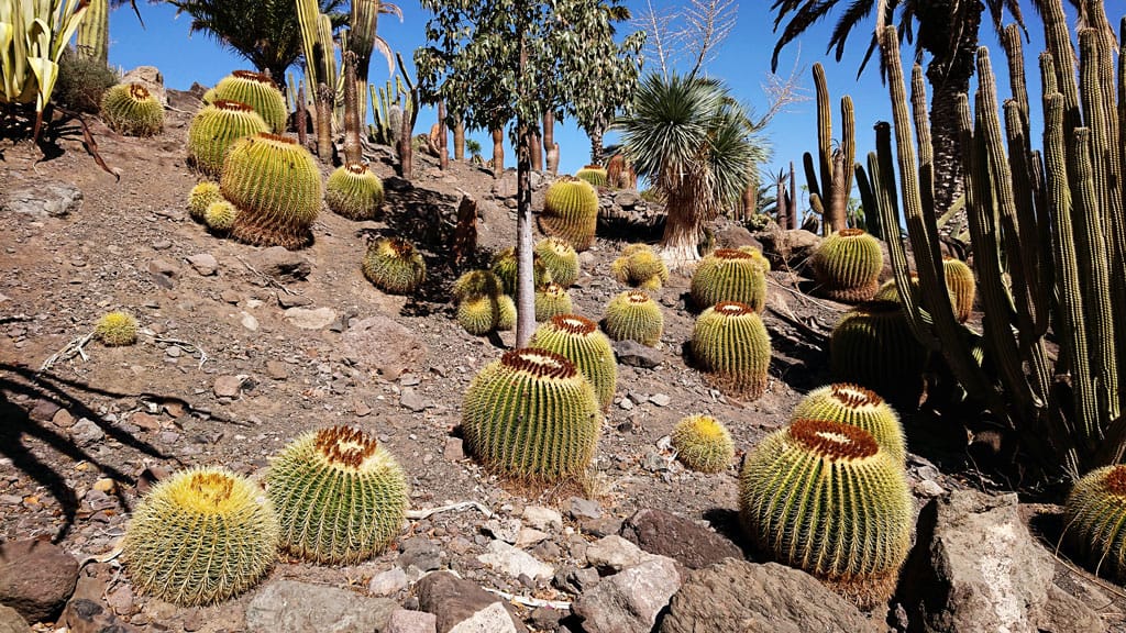 Photos from Cactualdea Park: The largest Cacti Park in EU – Morten ...